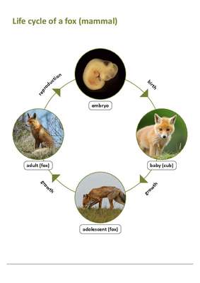 Log in to Maestro or Quick Teach | Cornerstones Education