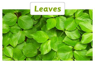 Log in to Maestro or Quick Teach | Cornerstones Education