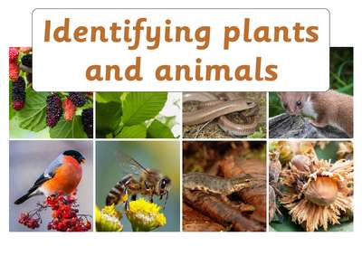 Log in to Maestro or Quick Teach | Cornerstones Education