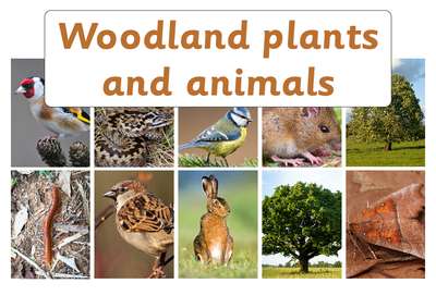 Log in to Maestro or Quick Teach | Cornerstones Education