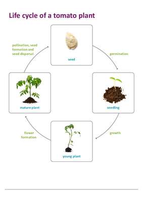 Log in to Maestro or Quick Teach | Cornerstones Education