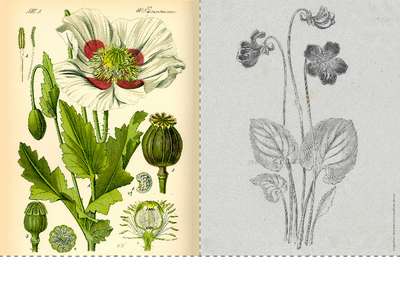 Log in to Maestro or Quick Teach | Cornerstones Education