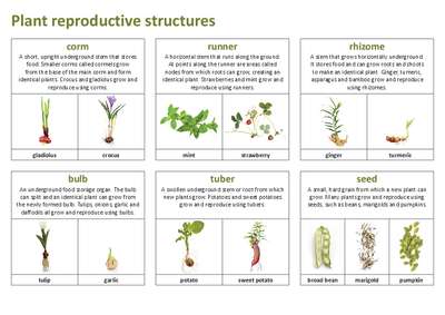 Log in to Maestro or Quick Teach | Cornerstones Education