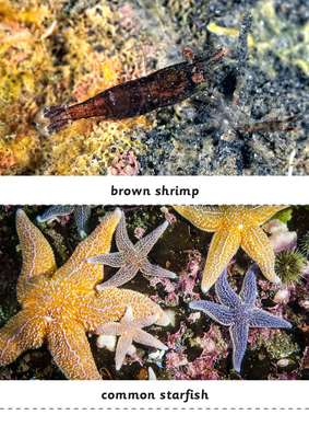 Log in to Maestro or Quick Teach | Cornerstones Education