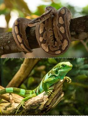 Log in to Maestro or Quick Teach | Cornerstones Education