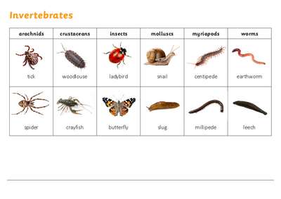 Log in to Maestro or Quick Teach | Cornerstones Education
