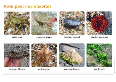 Log in to Maestro or Quick Teach | Cornerstones Education