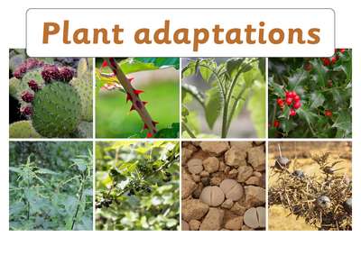 Log in to Maestro or Quick Teach | Cornerstones Education