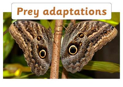 Log in to Maestro or Quick Teach | Cornerstones Education