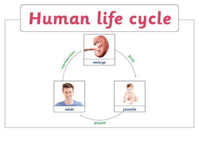 Log in to Maestro or Quick Teach | Cornerstones Education