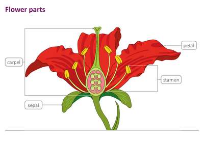 Log in to Maestro or Quick Teach | Cornerstones Education