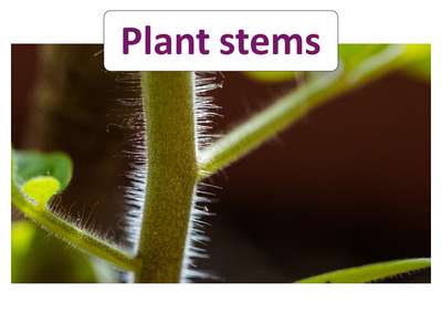 Log in to Maestro or Quick Teach | Cornerstones Education