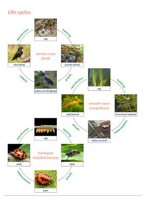 Log in to Maestro or Quick Teach | Cornerstones Education