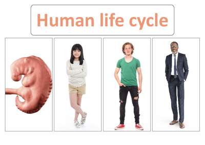 Log in to Maestro or Quick Teach | Cornerstones Education