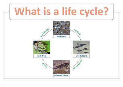 Log in to Maestro or Quick Teach | Cornerstones Education