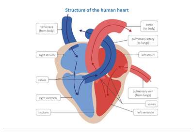 Log in to Maestro or Quick Teach | Cornerstones Education